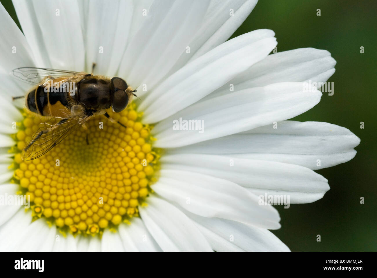 World of daisy hi-res stock photography and images - Alamy