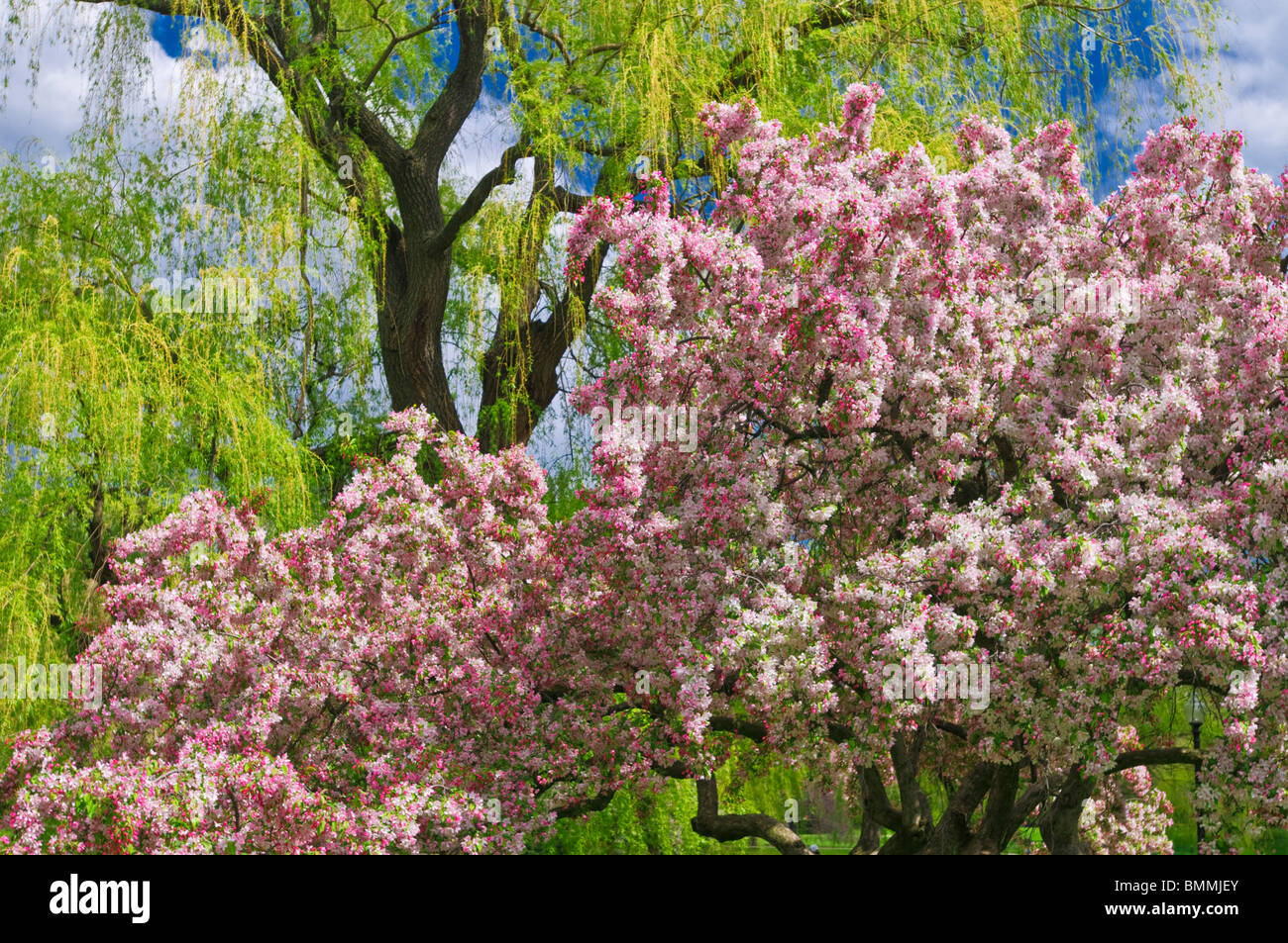 Spring blossoms at the Public Garden, Boston, Massachusetts Stock Photo ...