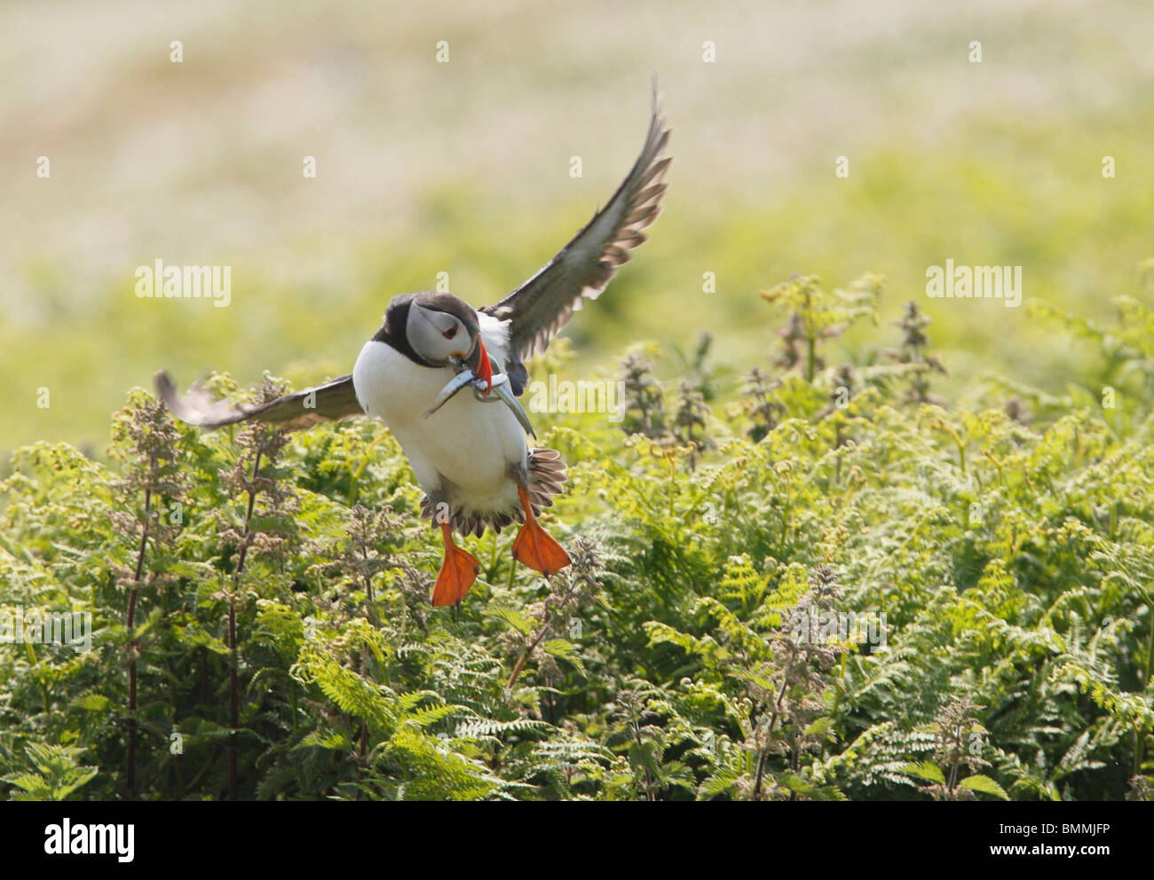 Atlantic Puffin in flight Stock Photo - Alamy