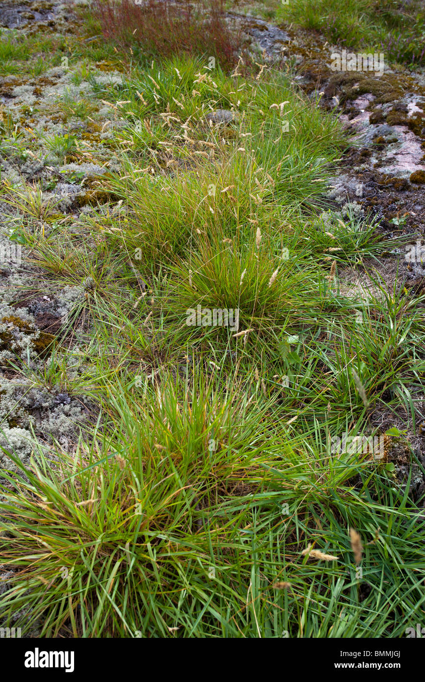 Grass on rock hi-res stock photography and images - Alamy