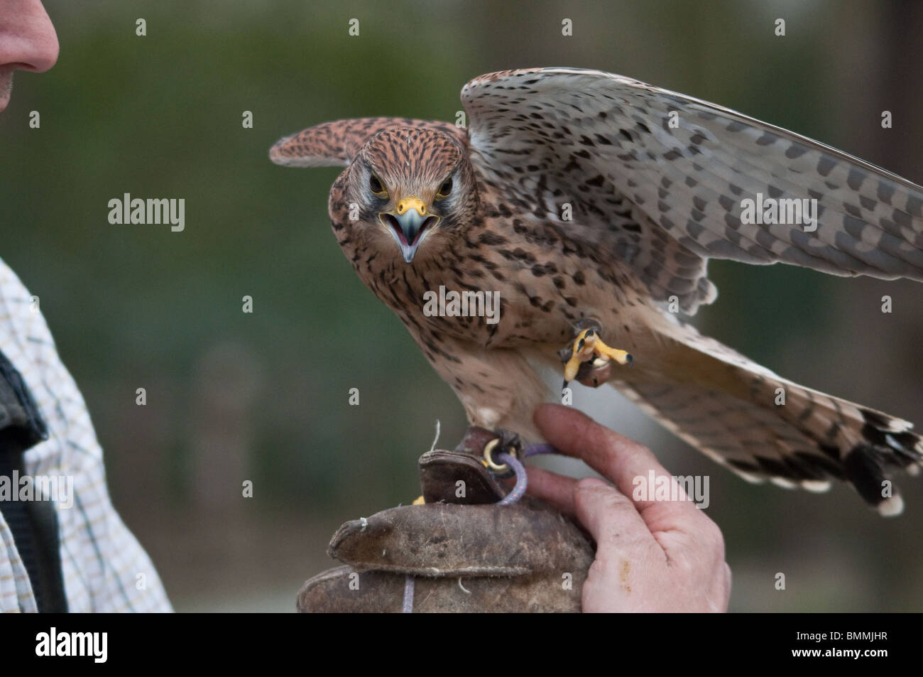 Kestrel with handler Stock Photo - Alamy