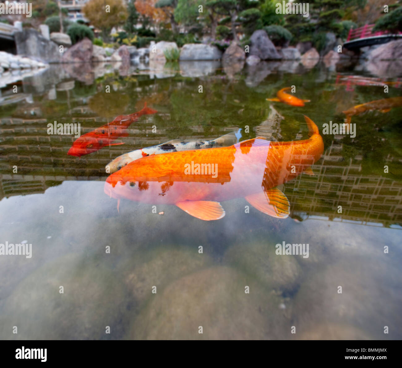 Carp carp fish Japan hunger water Japanese garden Orange zen Stock ...