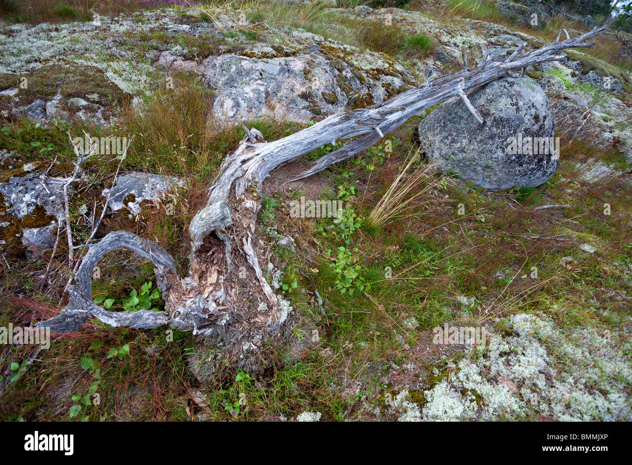 The tree of death hi-res stock photography and images - Alamy