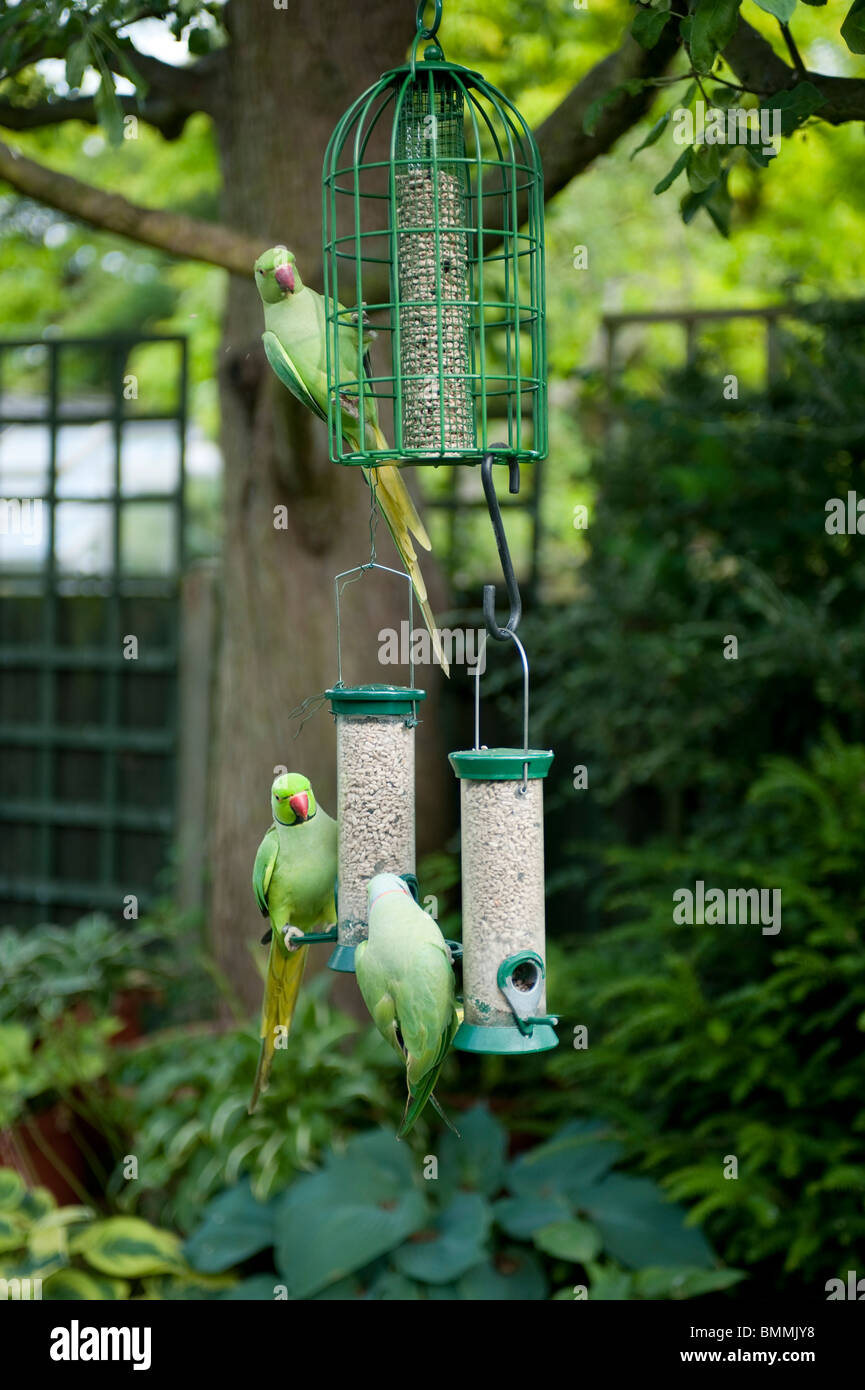 Ring Necked Parakeets feeding from a garden nut feeder in London Stock ...