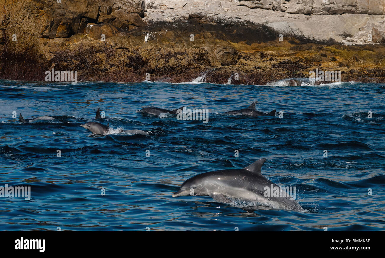 Breaching Common Bottlenose Dolphins (Tursiops truncatus), Saint Croix ...
