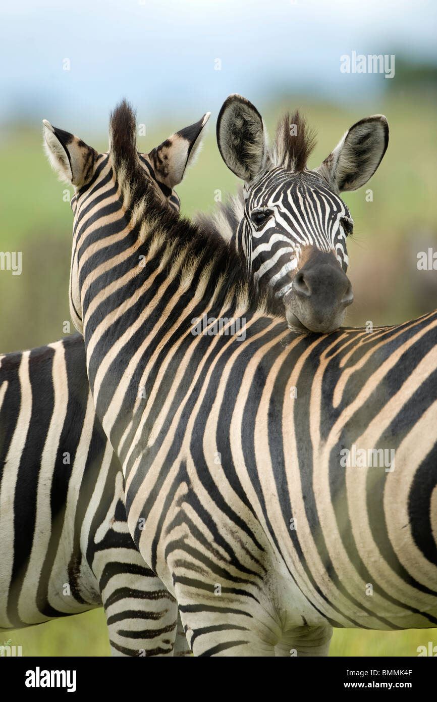 Plains Zebra (Equus quagga) pair, Haga Game Park, Harare, Zimbabwe ...