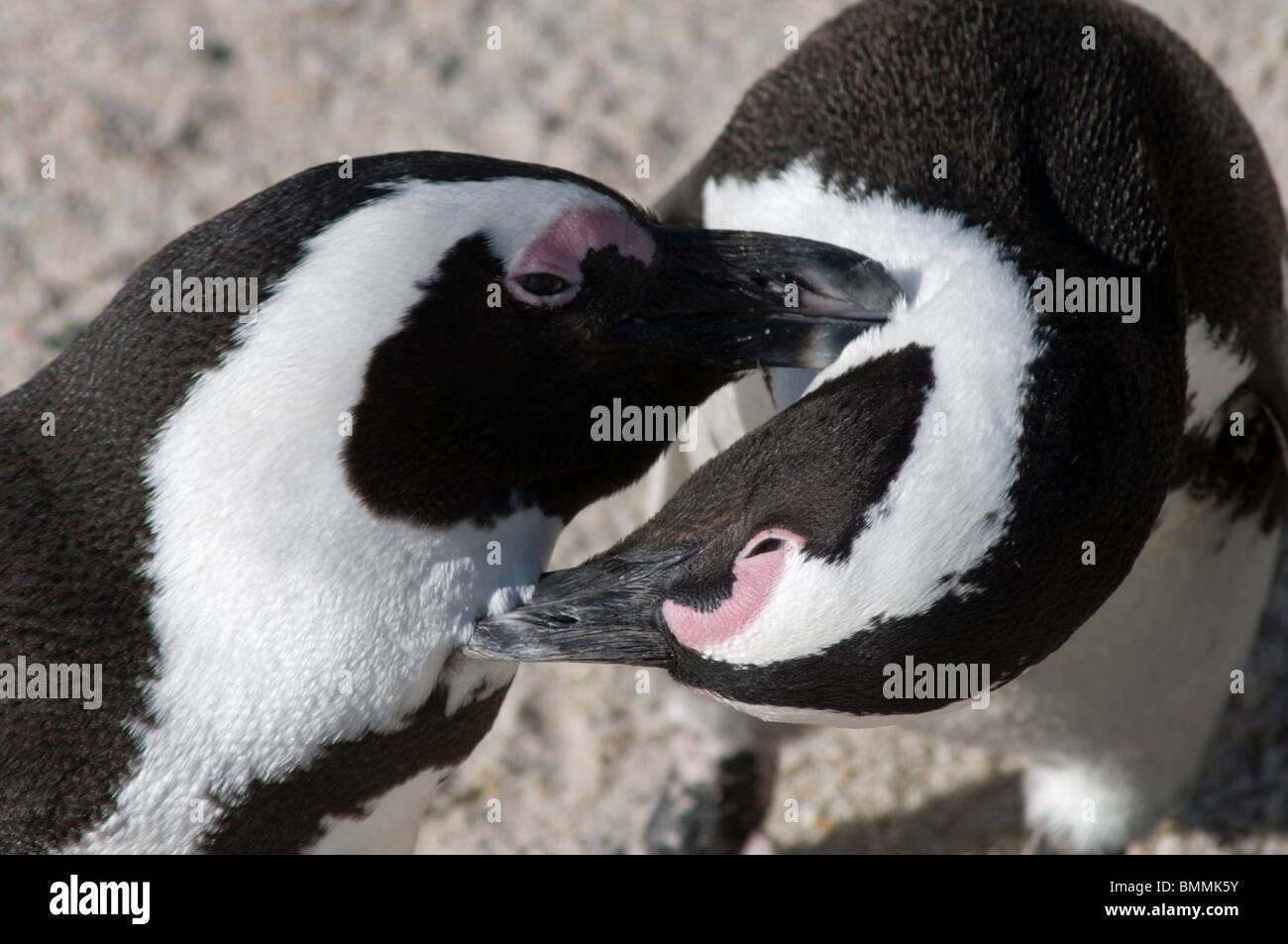 Two Jackass Penguins (Spheniscus demerus) preening, Boulders National ...