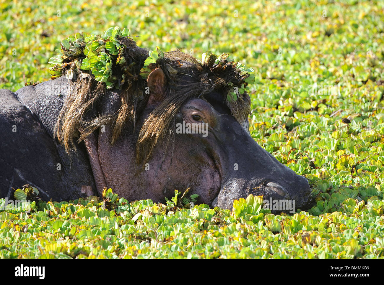 Hippotamus (Hippopotamus amphibius) relaxing in water, Masai Mara Game ...