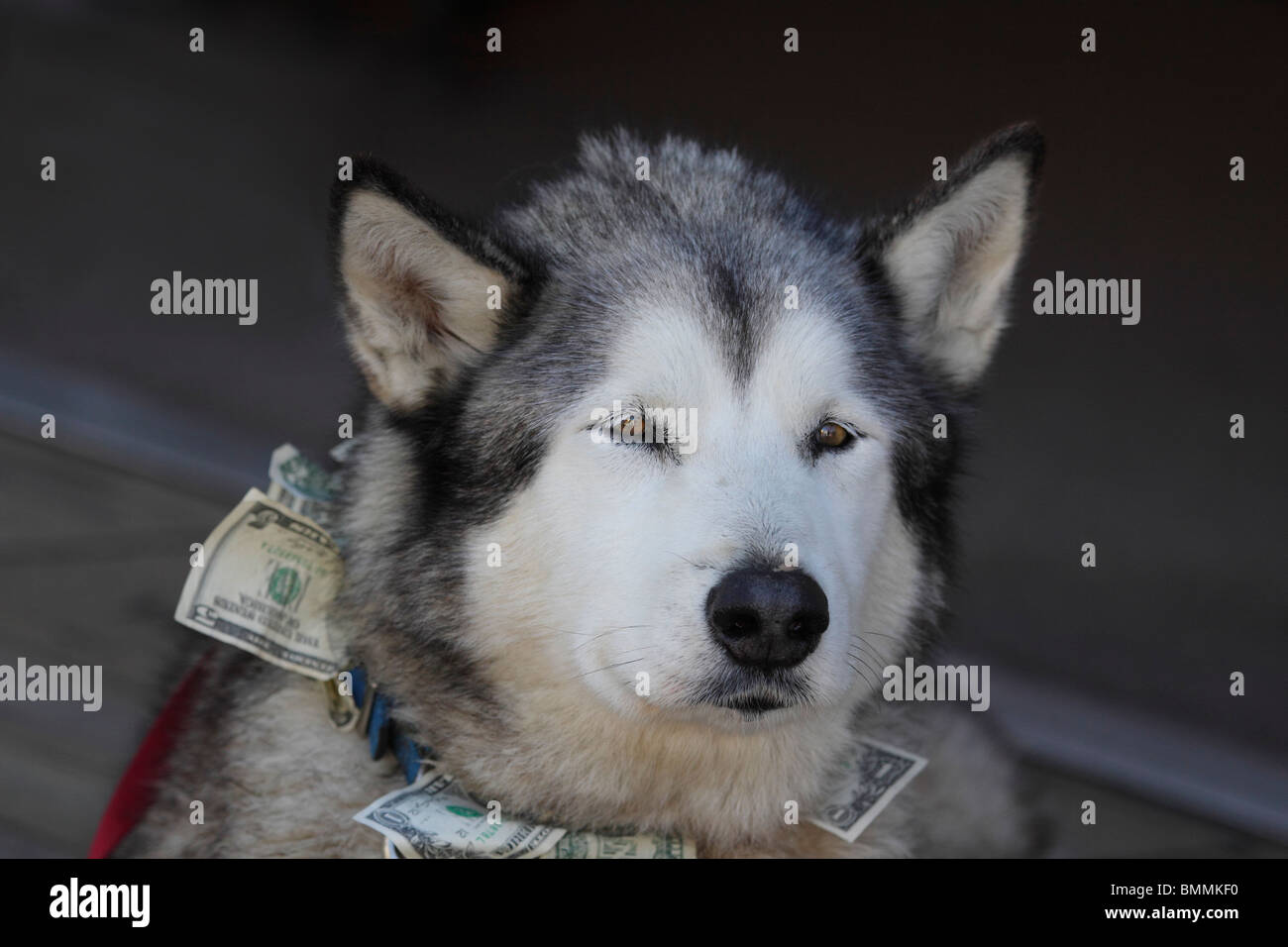 Money dog- sleepy old husky outside shop in Ketchikan, Alaska 2 Stock ...