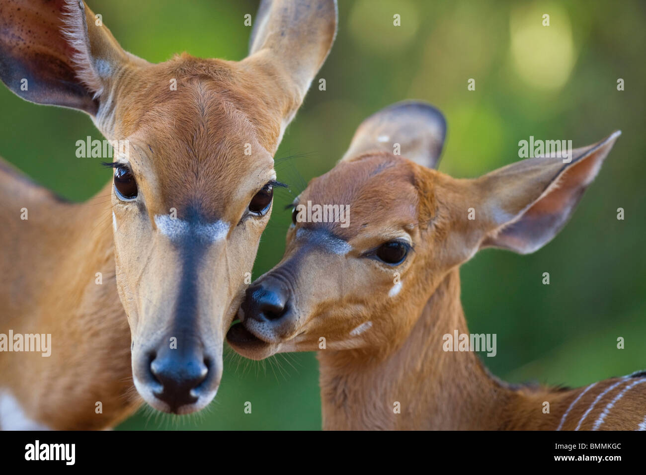 Nyala (Tragelaphus angasii), Limpopo Province, South Africa Stock Photo ...