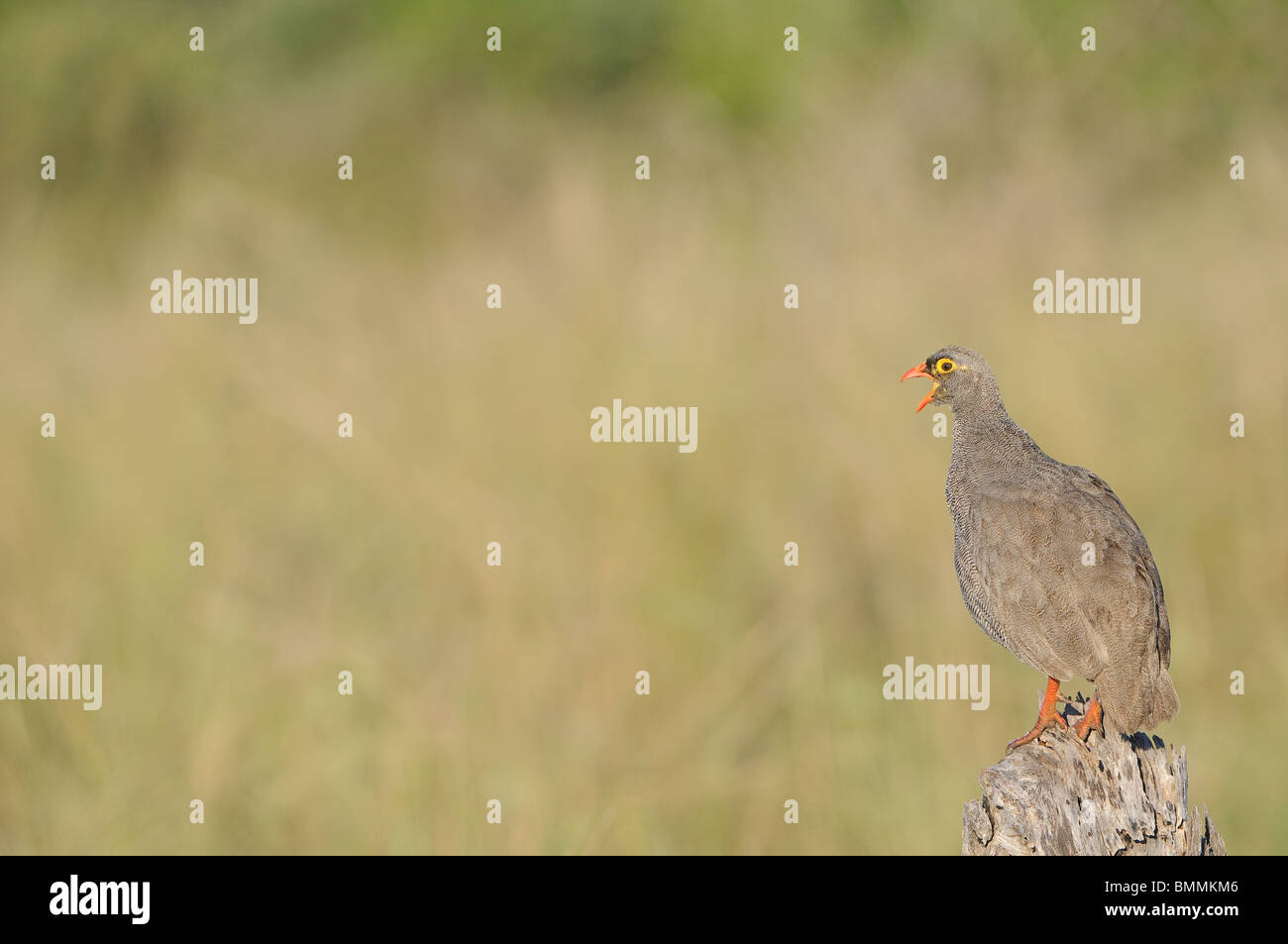 Partridge (Phasianidae) calling, Mapungubwe Game Reserve, Limpopo ...