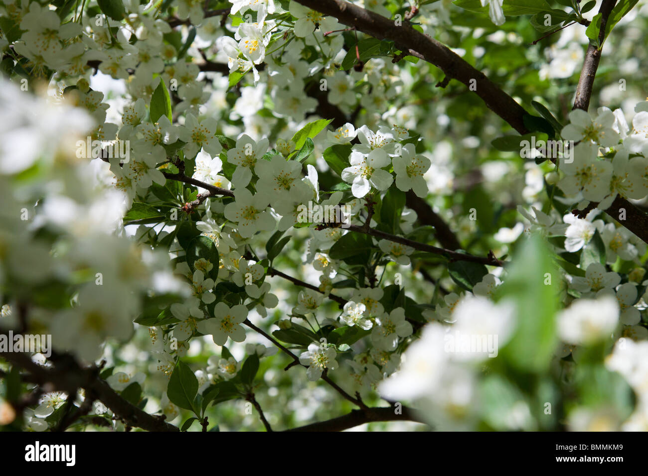 Blooming White Flowers Tree Branch Stock Photo - Alamy