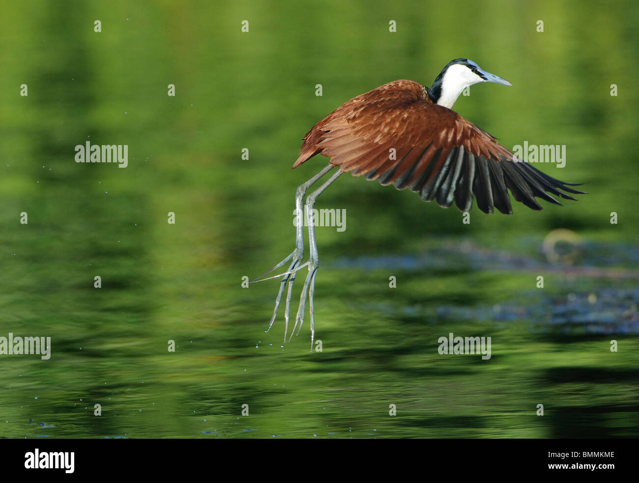 African jacana (Actophilornis africana) flying over river, Kwara Camp ...