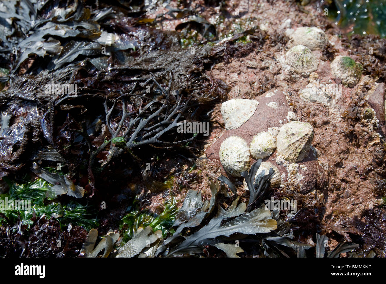 Seaweed and limpets underwater, Ness Cove Beach, Shaldon, Devon ...
