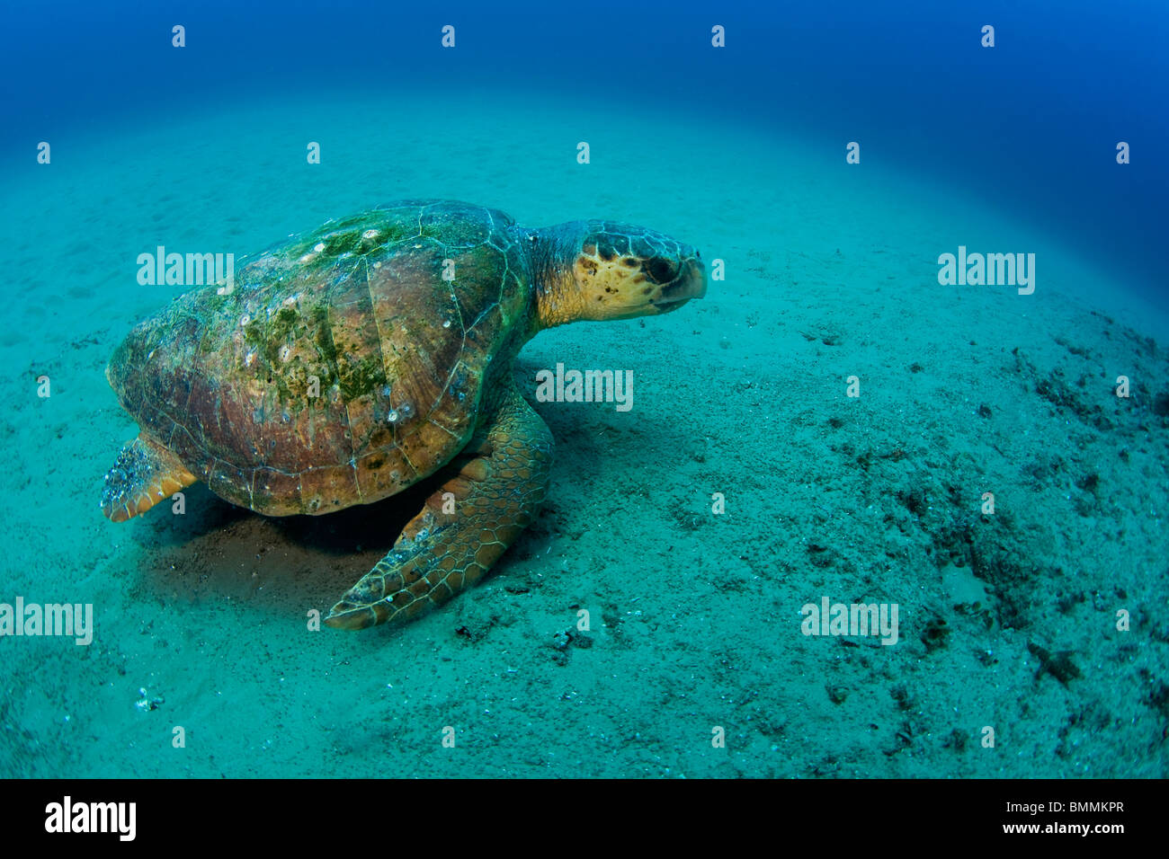Male turtle, Mozambique Stock Photo - Alamy