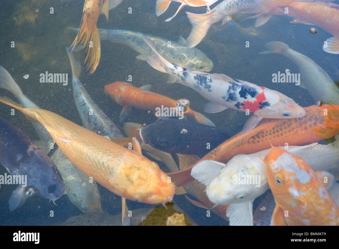Carps carp fish Japan hunger pile water Japanese garden storage ...