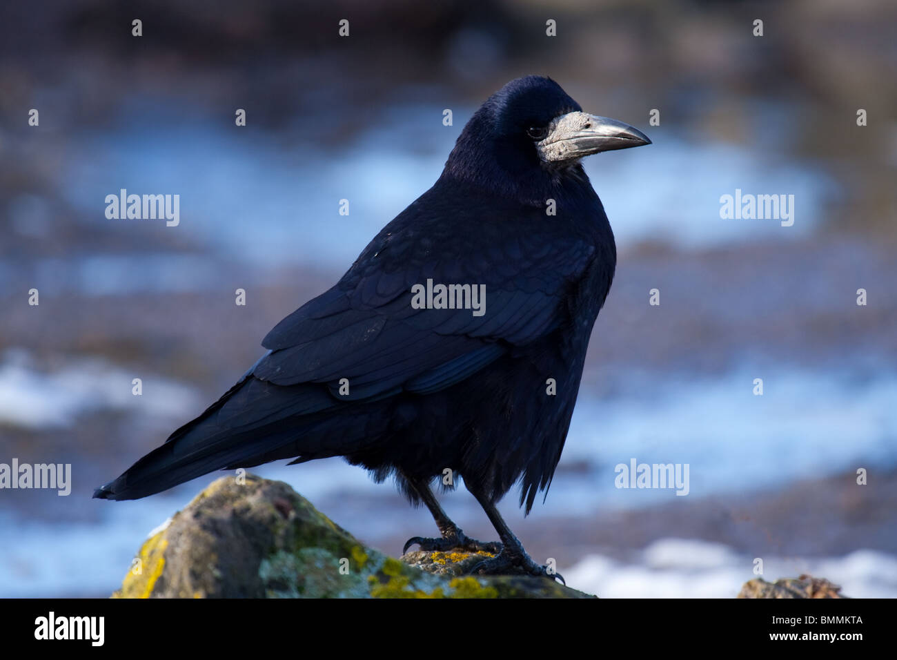 Rook on rock hi-res stock photography and images - Alamy