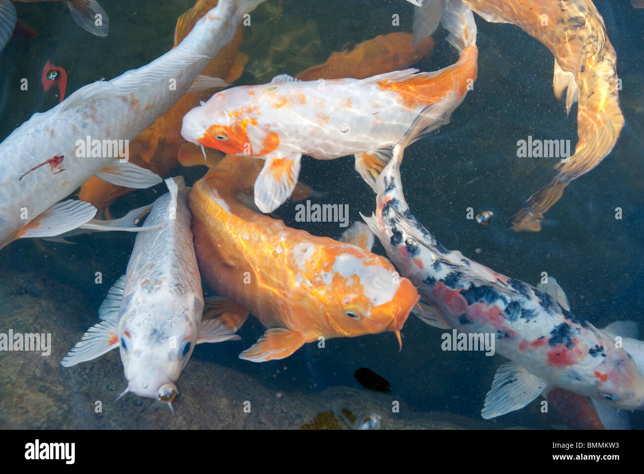 Carps carp fish Japan hunger pile water Japanese garden storage ...