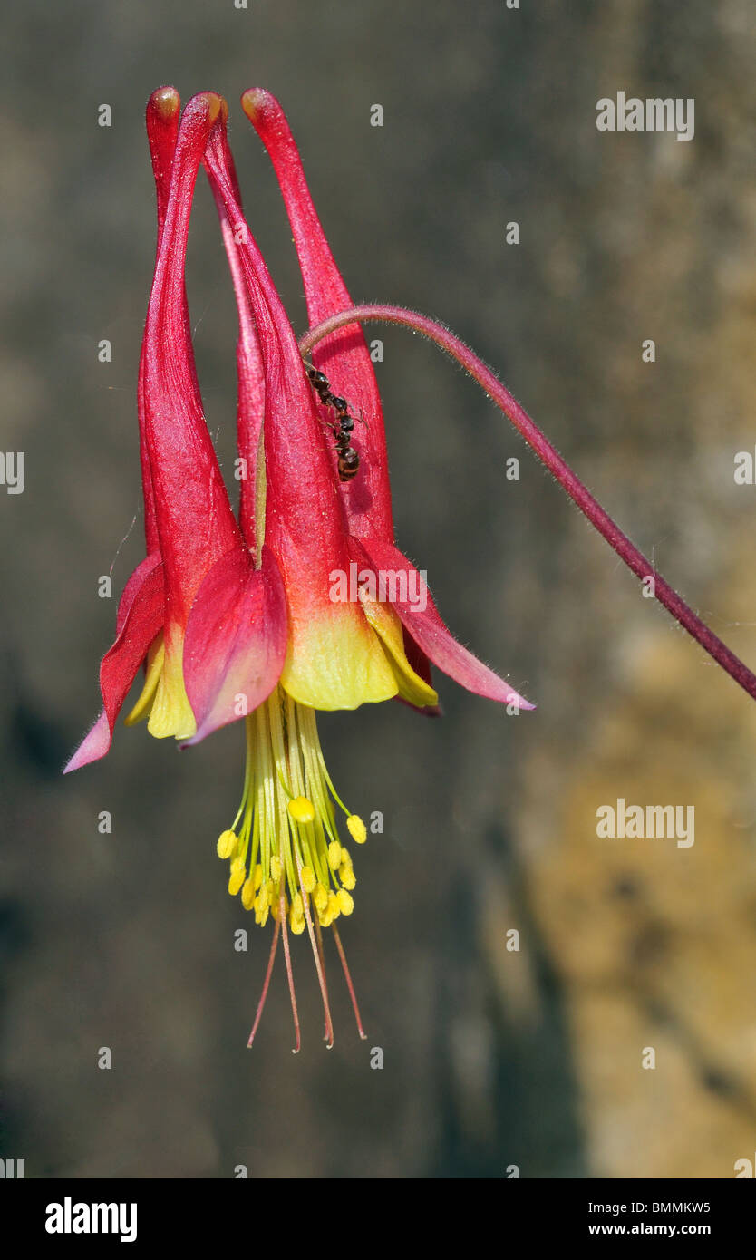 Aquilegia canadensis (Canadian Columbine, Eastern Red columbine, Wild ...