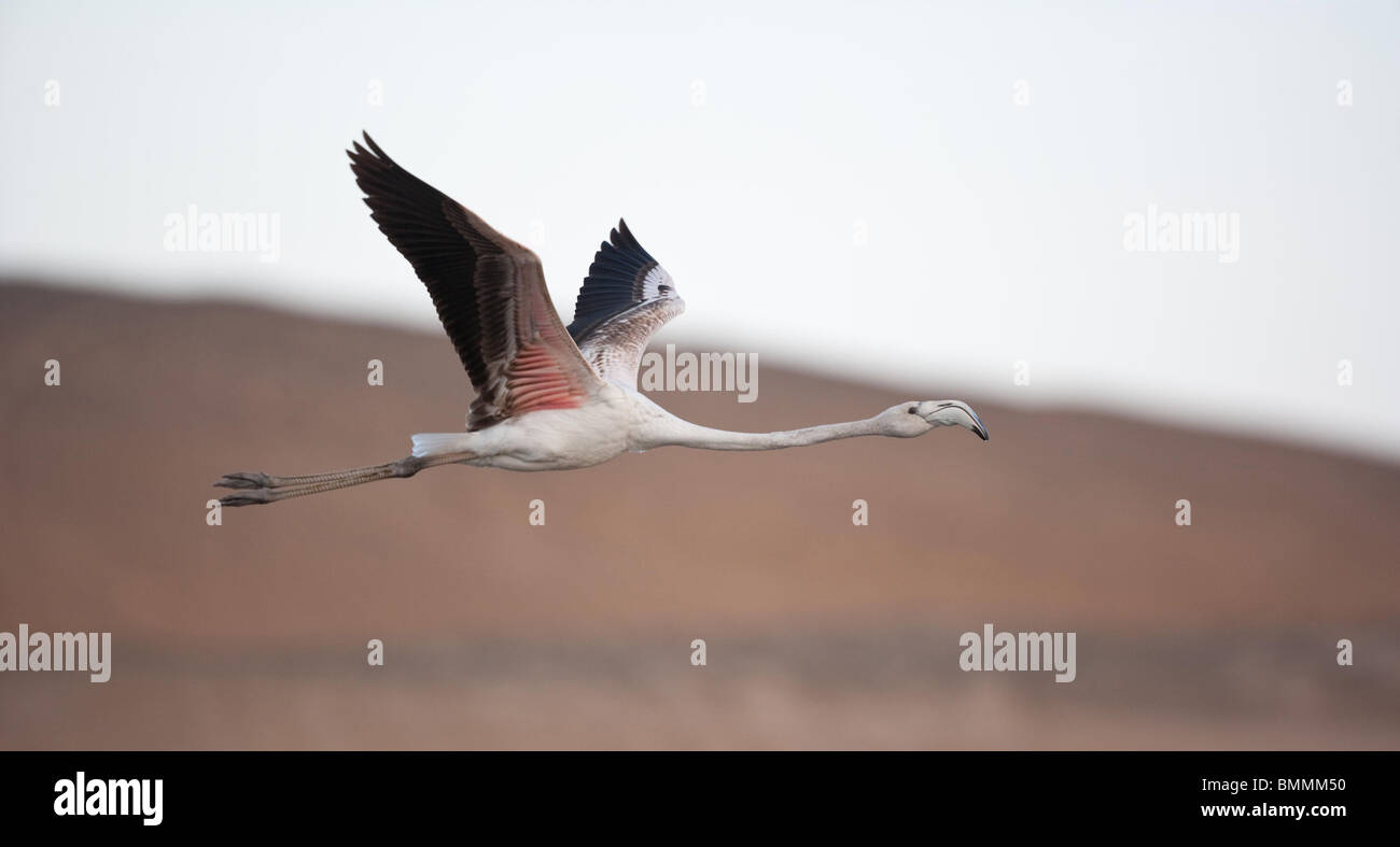 Air flamingo hi-res stock photography and images - Alamy