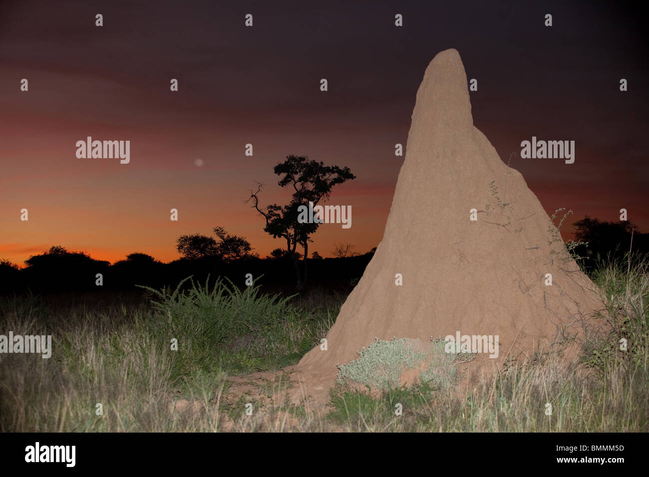 Termite mound at duskt, Namibia Stock Photo - Alamy