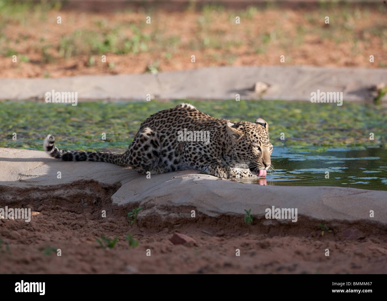 Leopard drinking water hi-res stock photography and images - Alamy