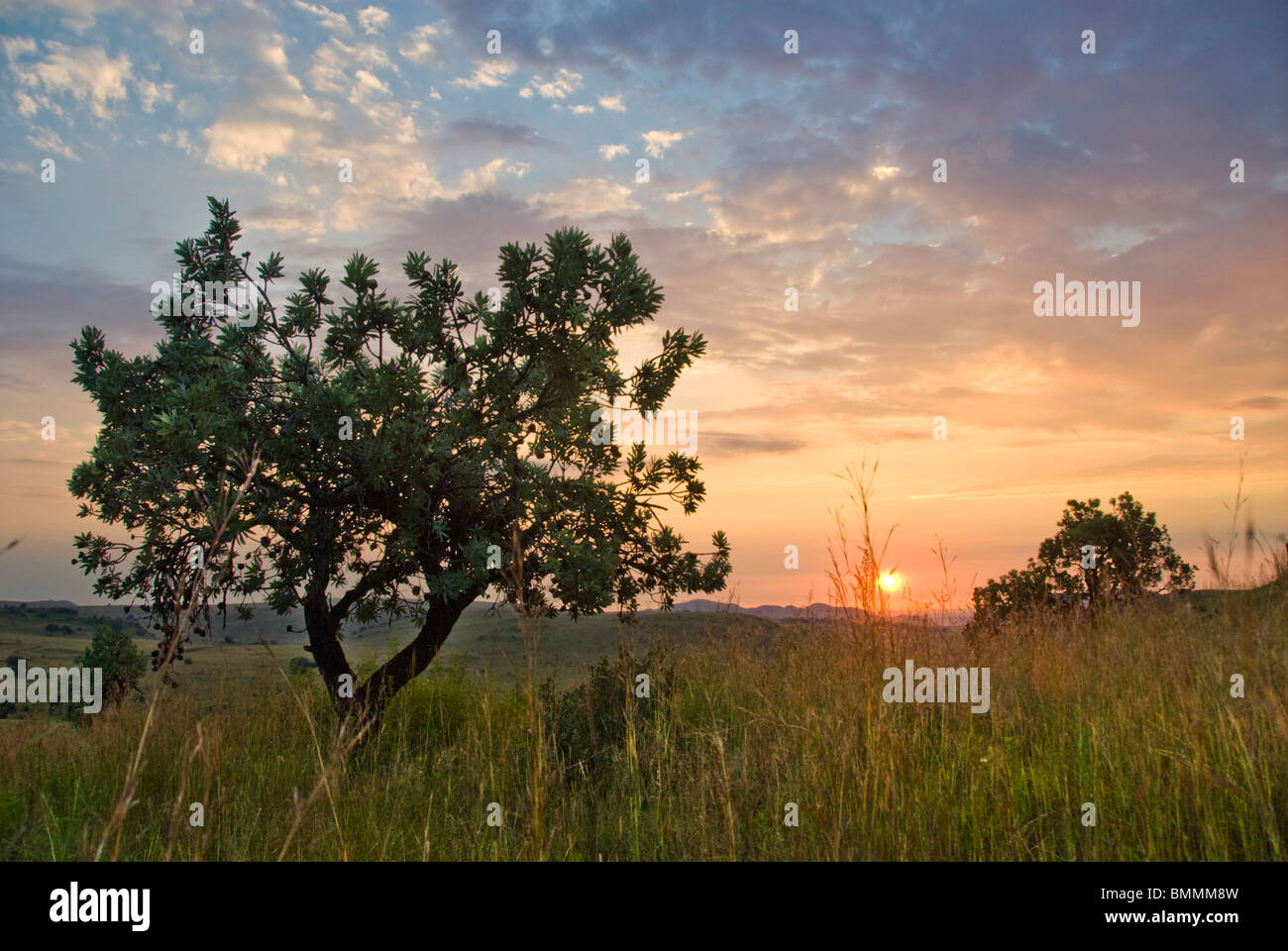 Highveld grass hi-res stock photography and images - Alamy