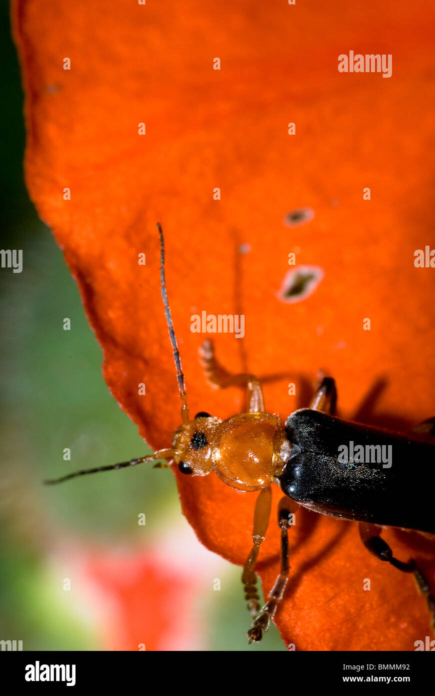 Beetle orange beetle hi-res stock photography and images - Alamy