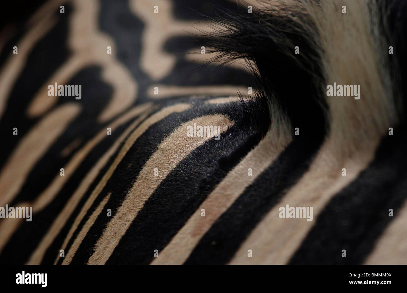 Stripped skin hi-res stock photography and images - Alamy