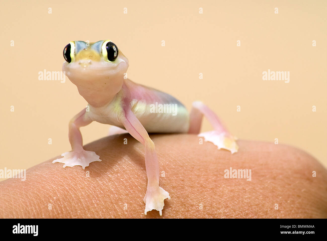 Close-up view of Web-Footed Gecko, Namibia Stock Photo - Alamy