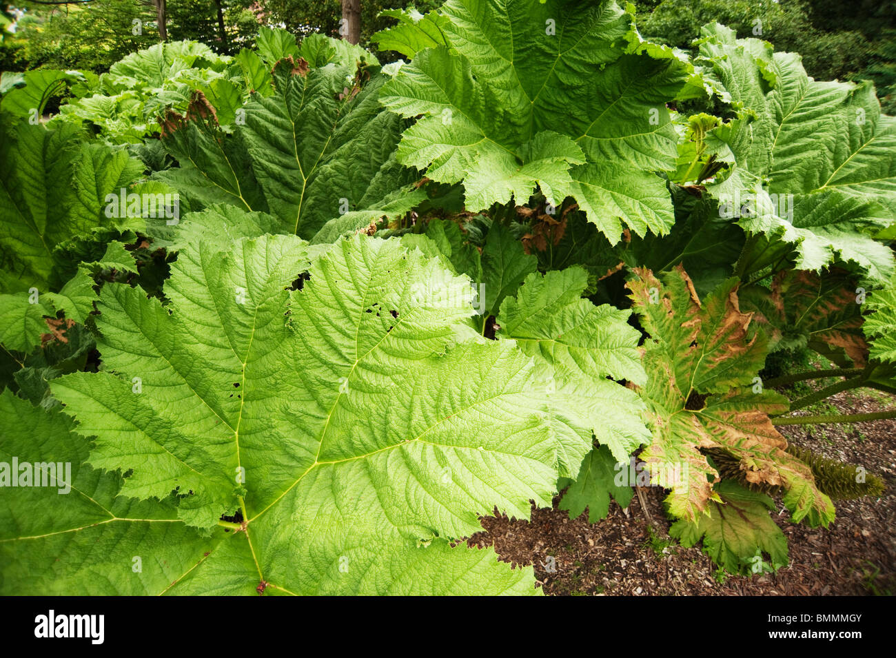 Gunnera manicata uk hi-res stock photography and images - Alamy