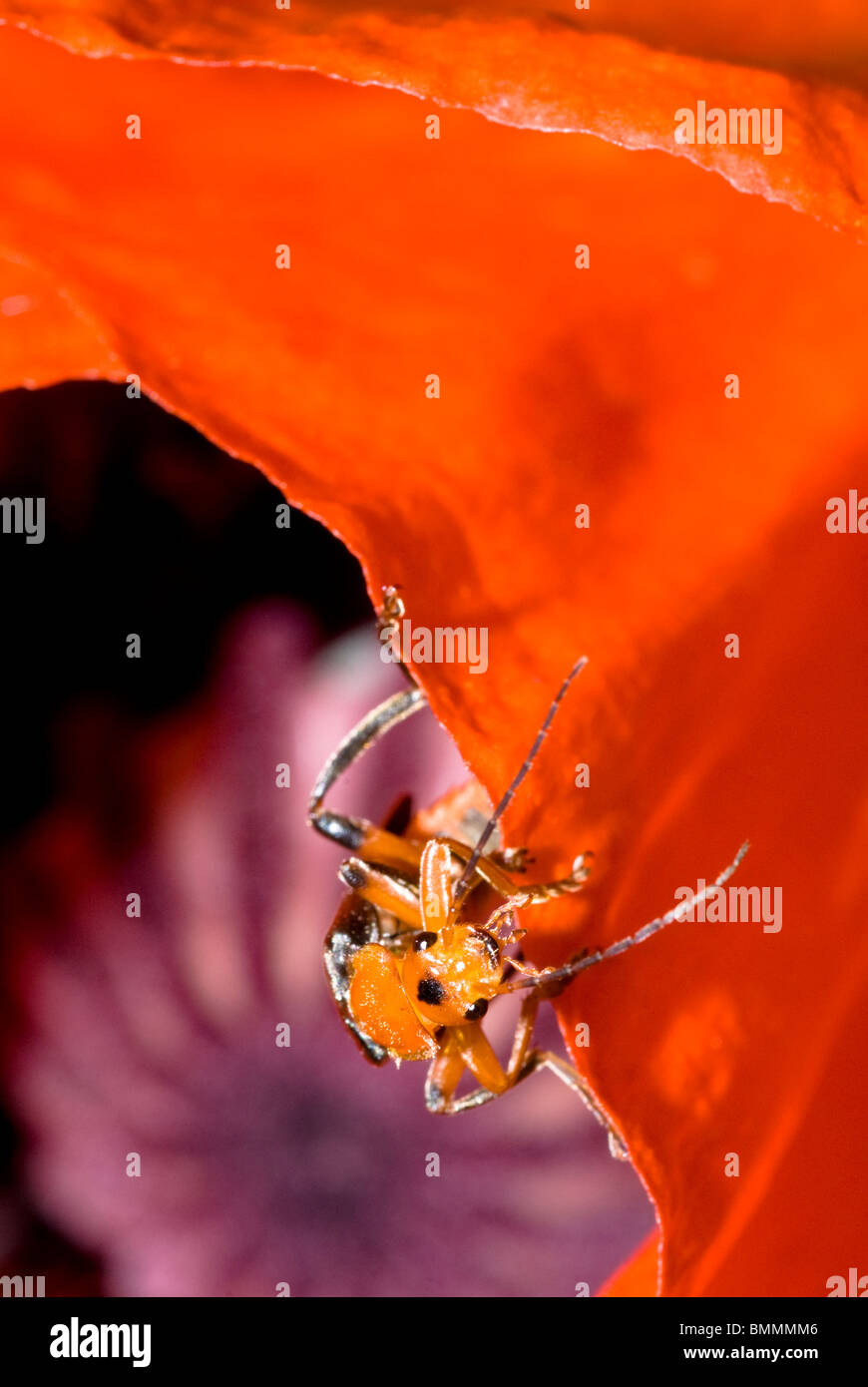 Beetle orange beetle hi-res stock photography and images - Alamy