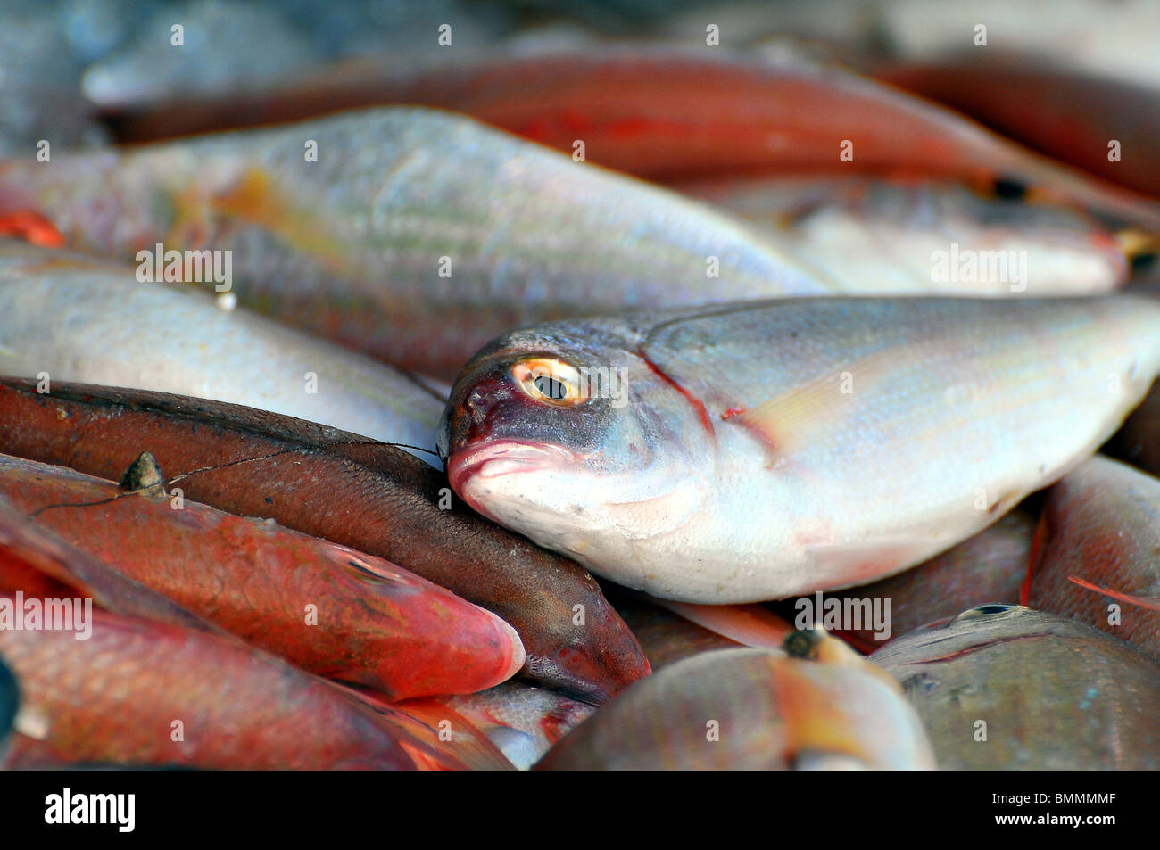 Israel, western Galilee, Acre, The old city. Fresh fish stall Stock ...