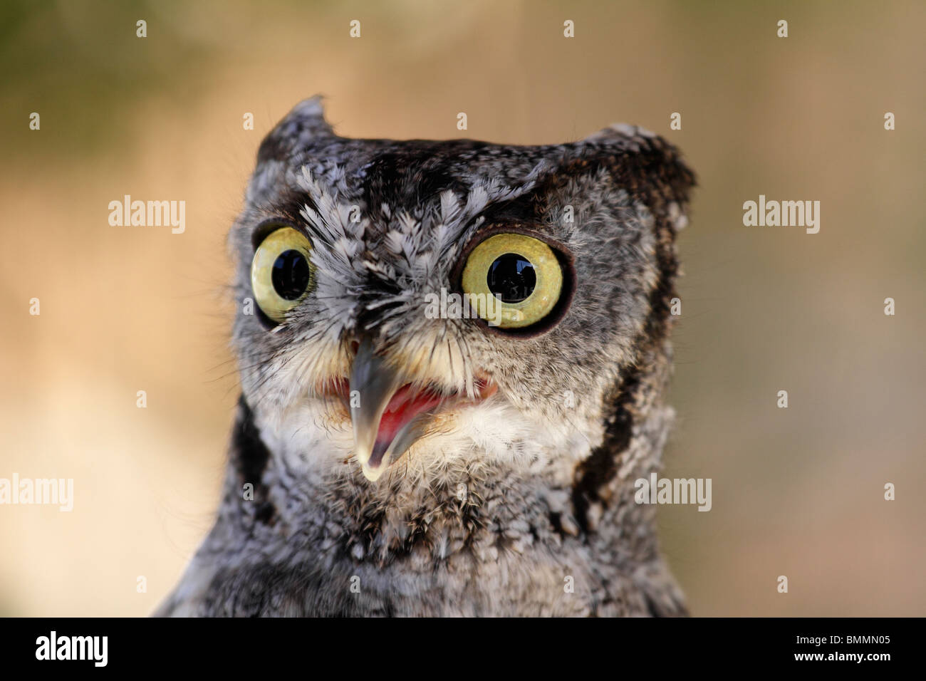 Owl with beak open hi-res stock photography and images - Alamy