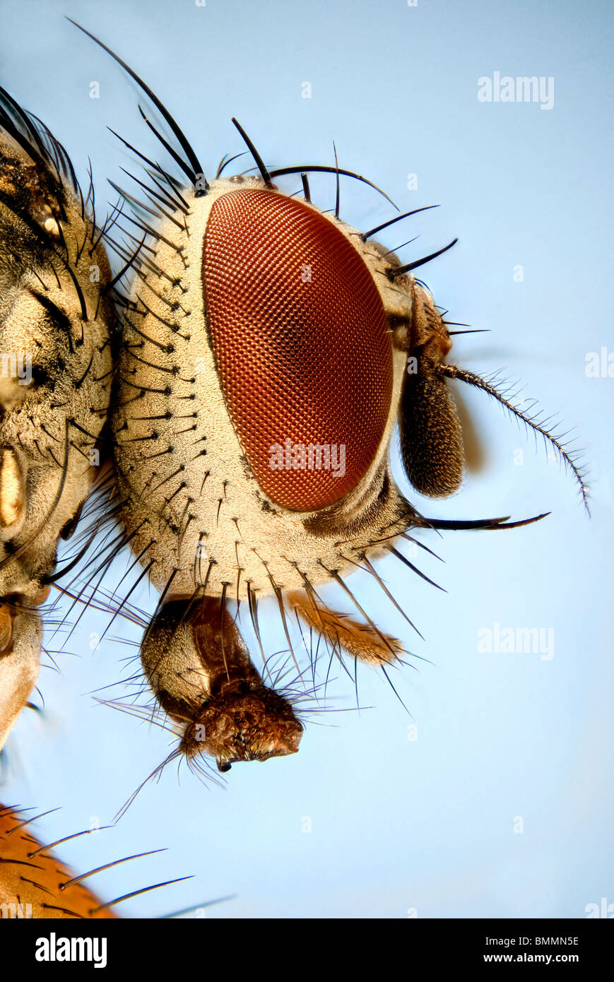 Extreme close up of the head of a fly showing the hexagonal structure ...