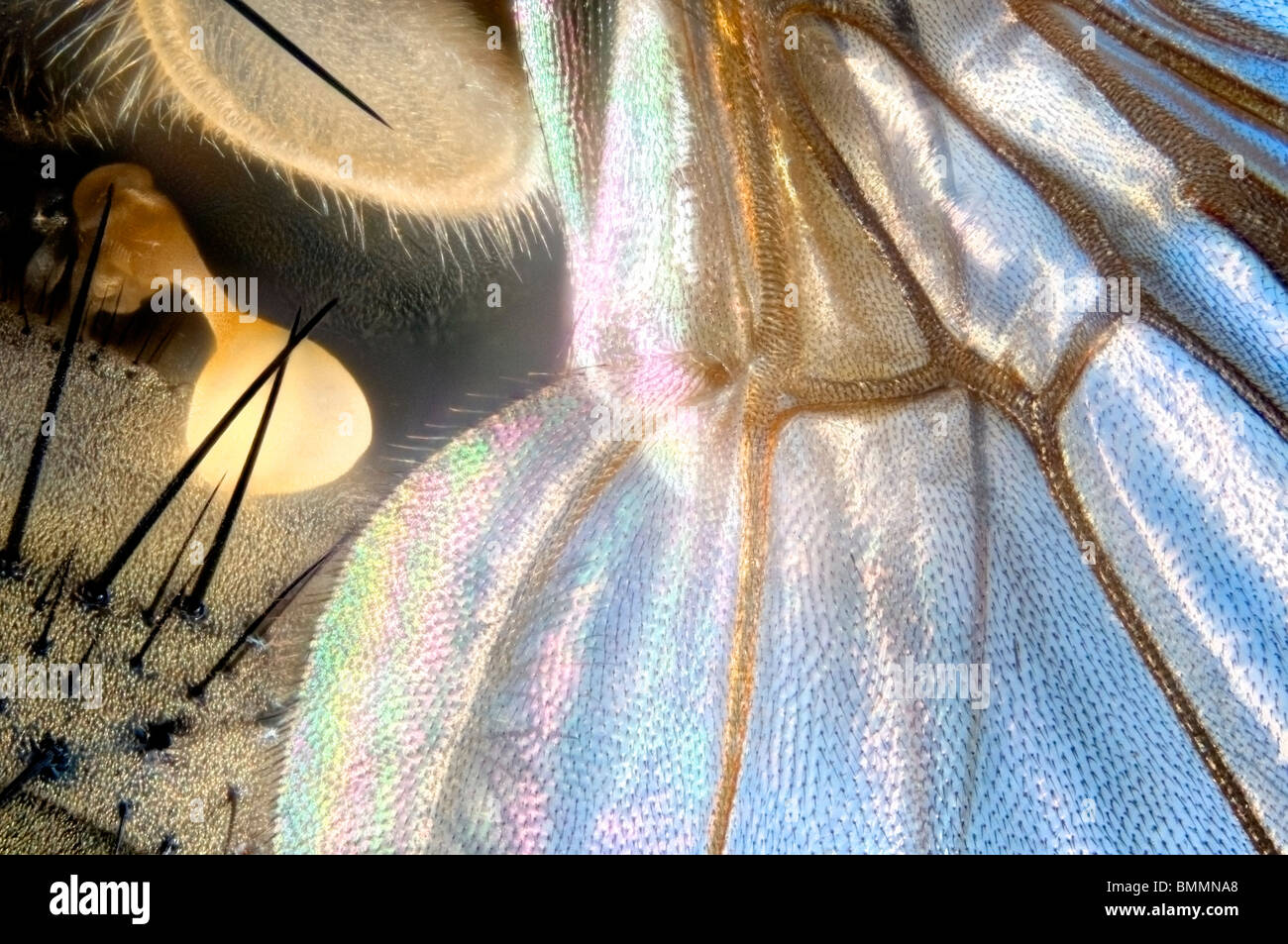 Extreme close up of a fly's wing root showing haltere Stock Photo - Alamy