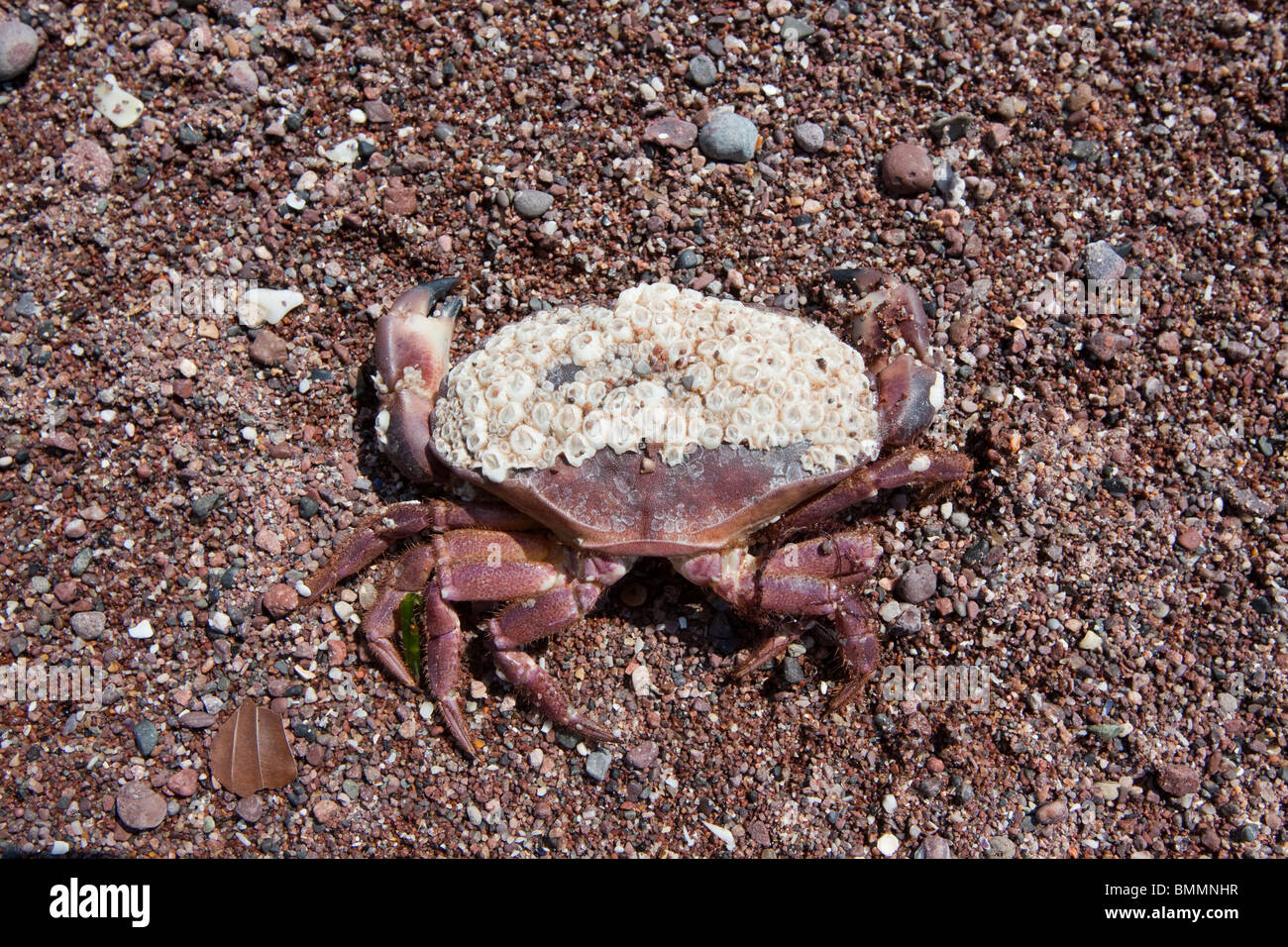 Barnacle crab hi-res stock photography and images - Alamy