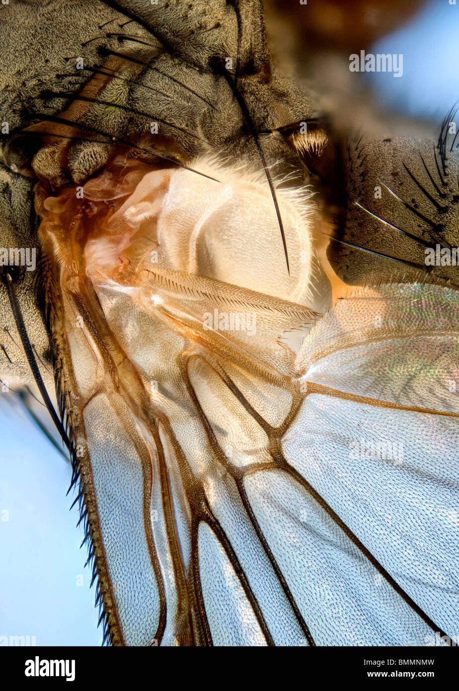 Root hairs microscopy hi-res stock photography and images - Alamy