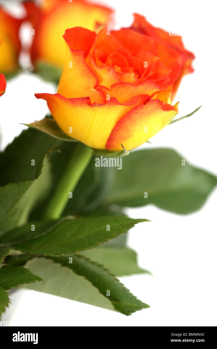 Bunch of Orange Roses Stock Photo - Alamy