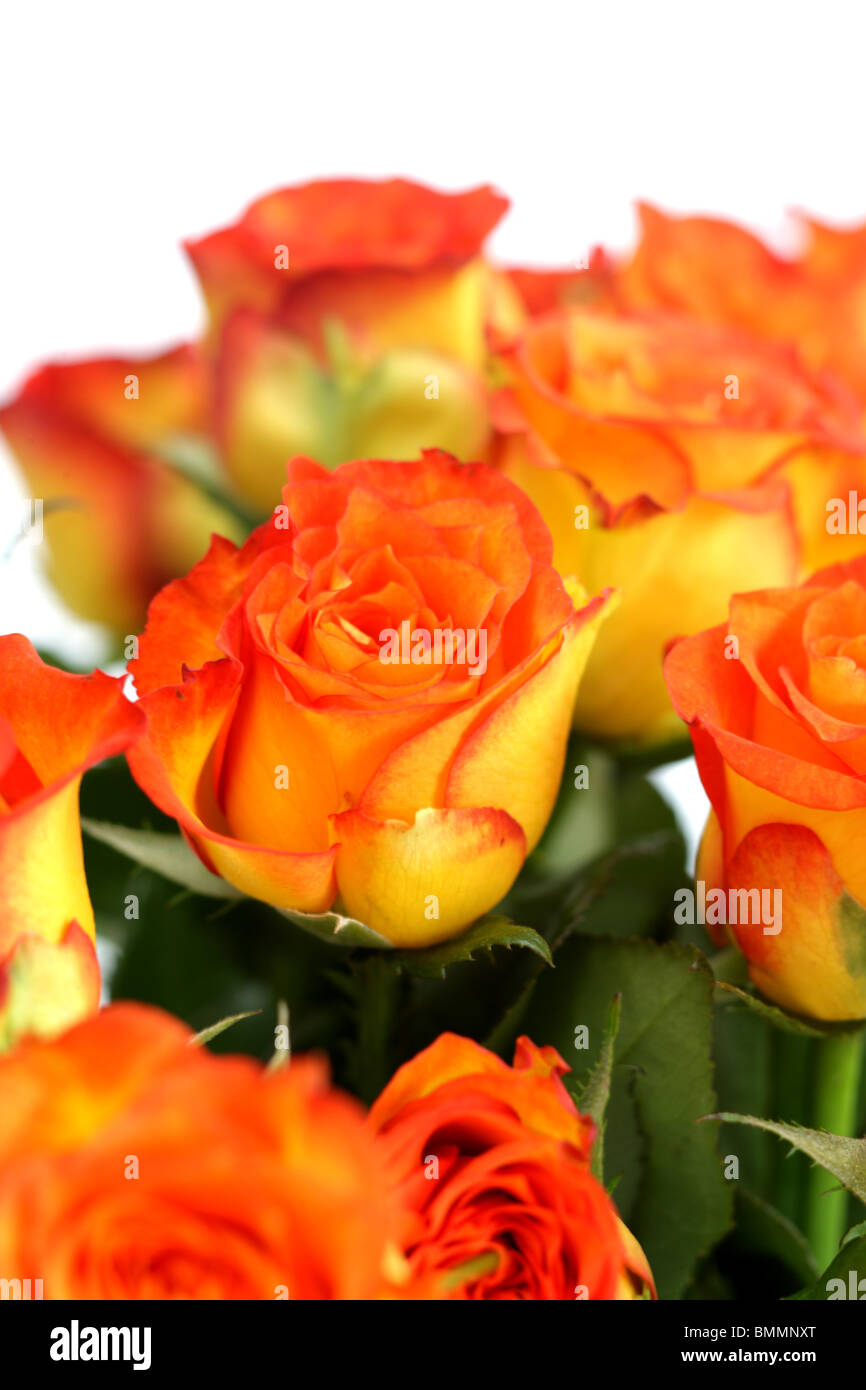 Bunch of Orange Roses Stock Photo - Alamy