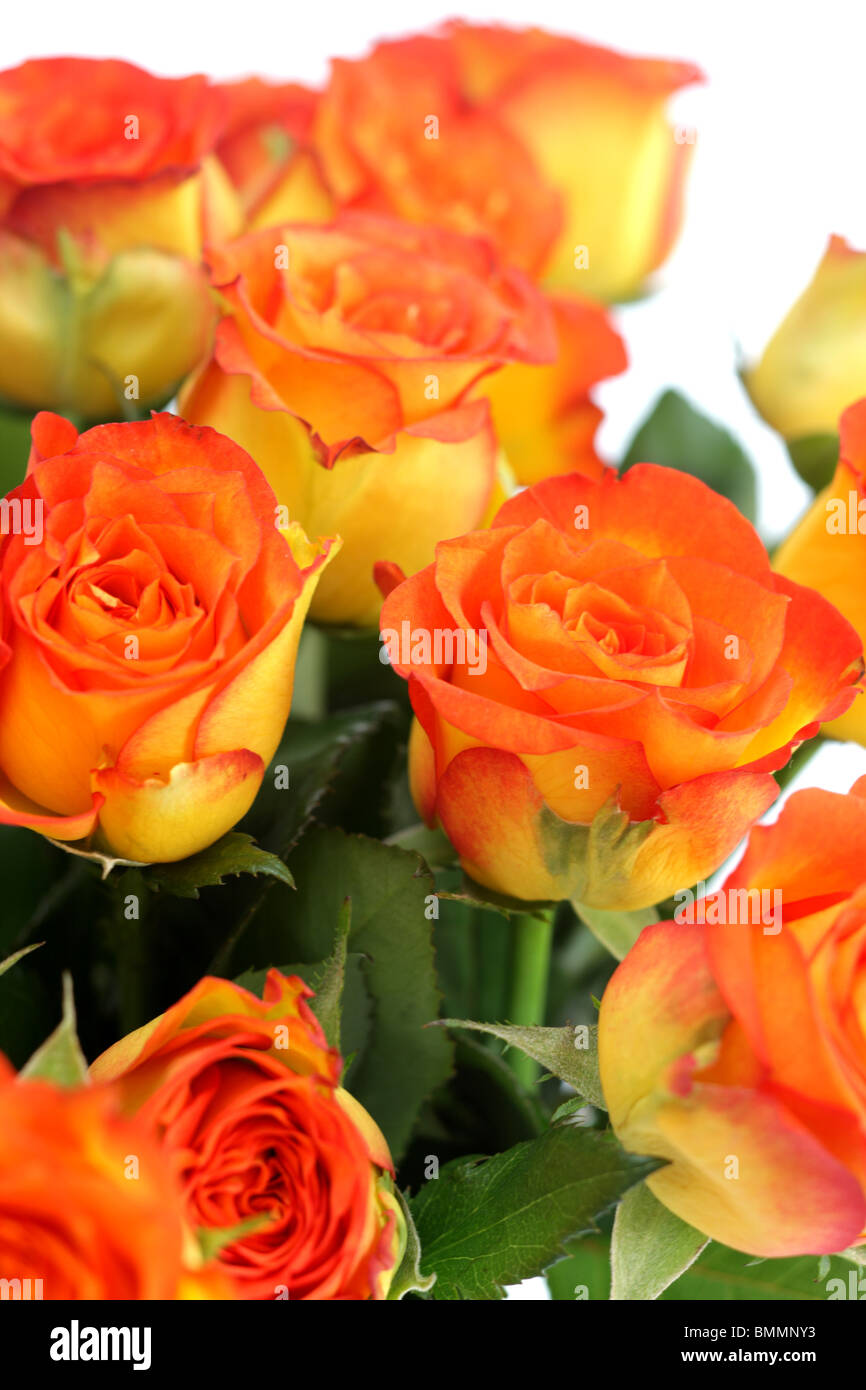 Bunch of Orange Roses Stock Photo - Alamy