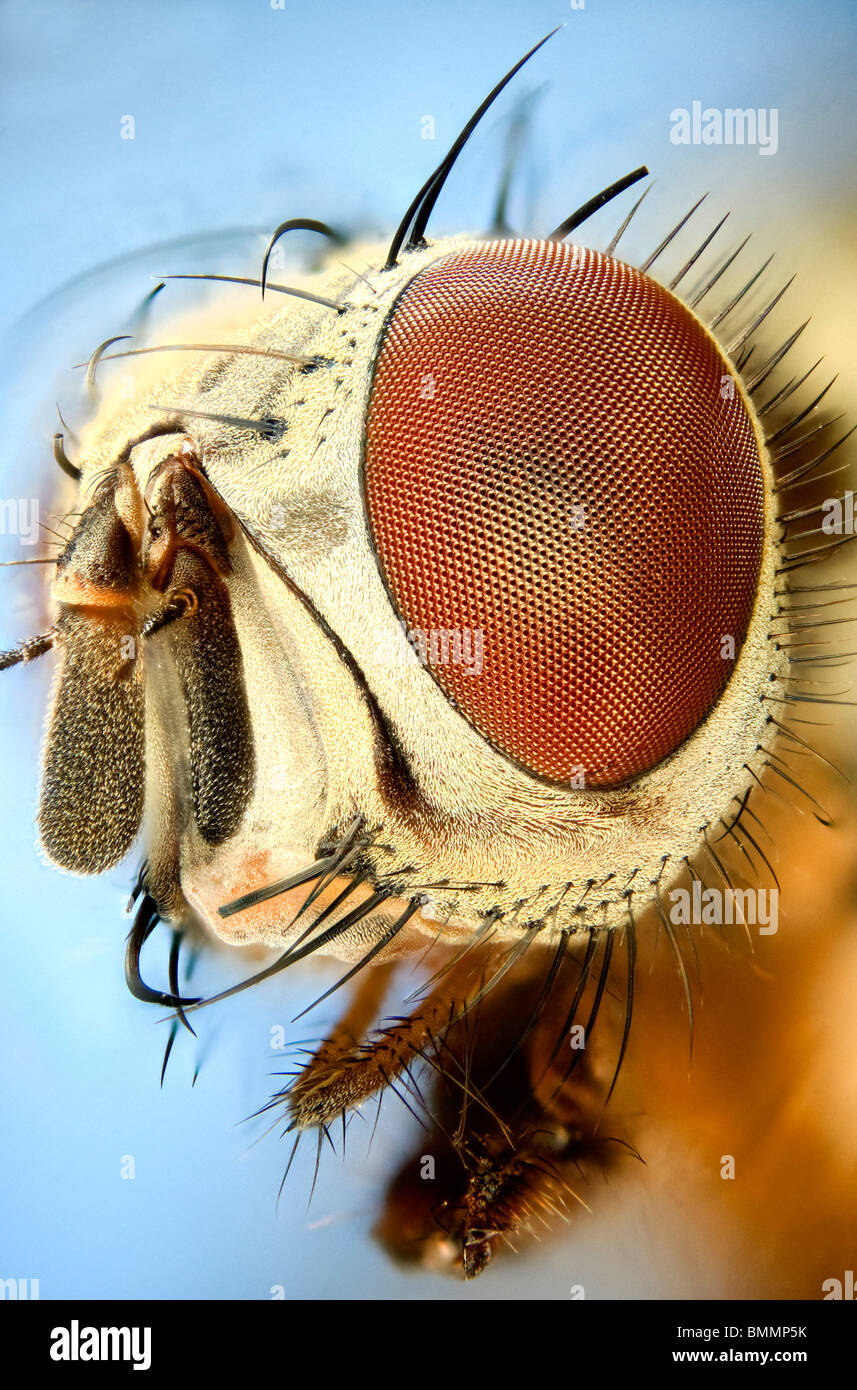 Extreme close up of the head of a fly showing the hexagonal structure ...