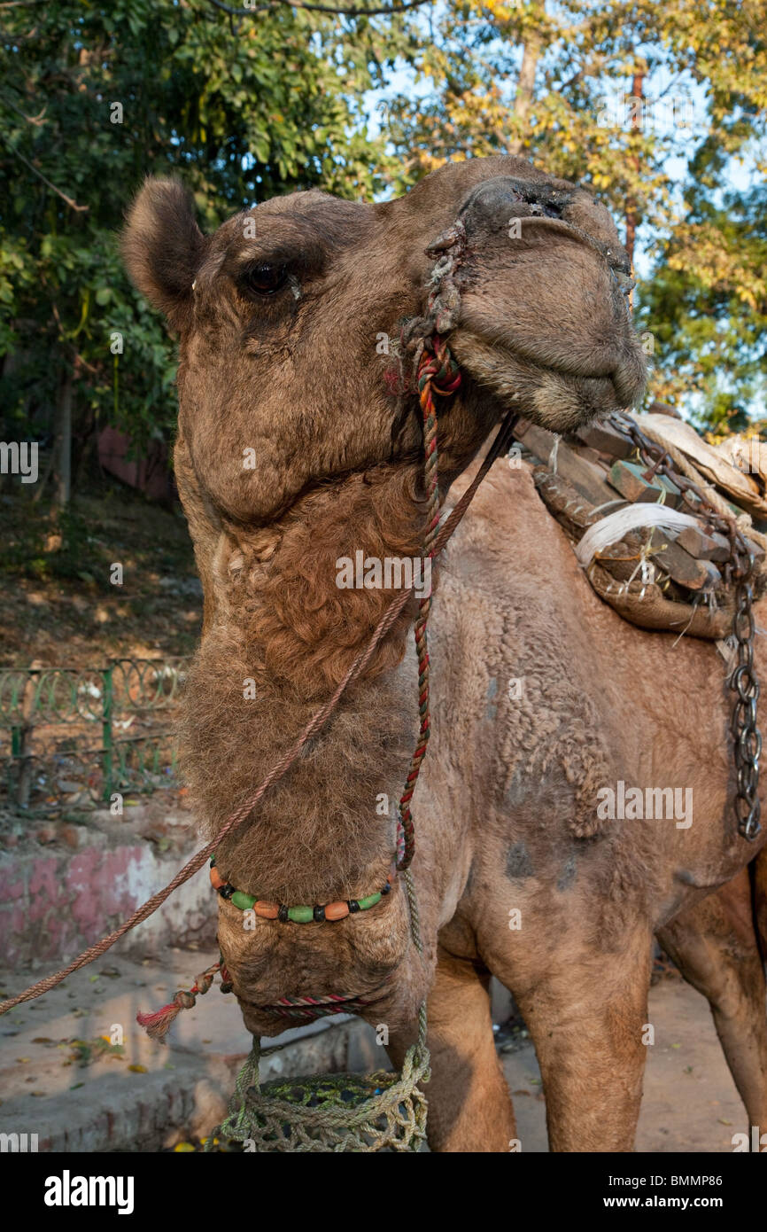 Indian camel hi-res stock photography and images - Alamy