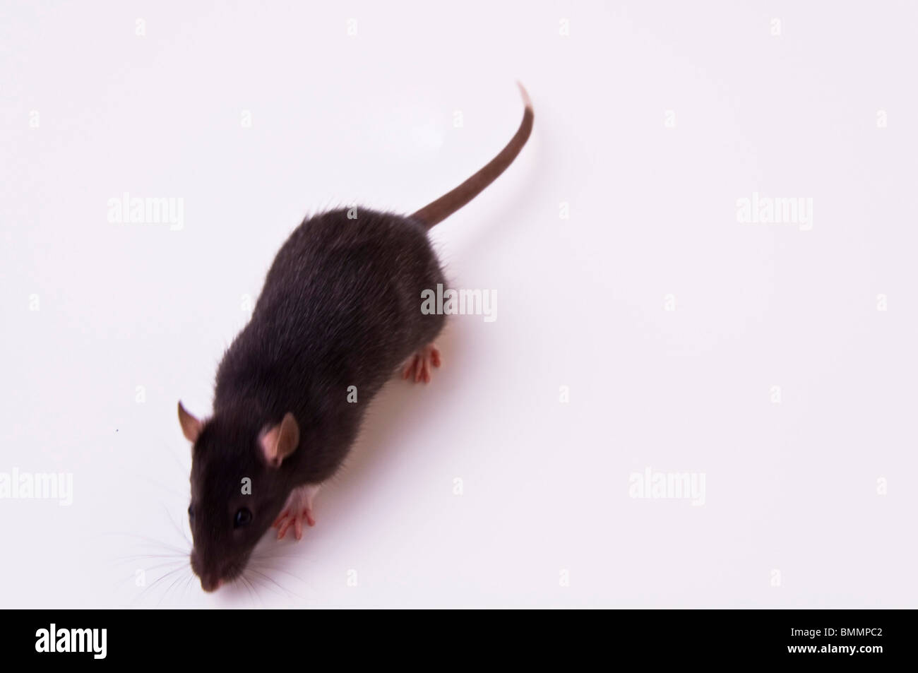 Cute Little Rat Pet Stock Photo - Alamy