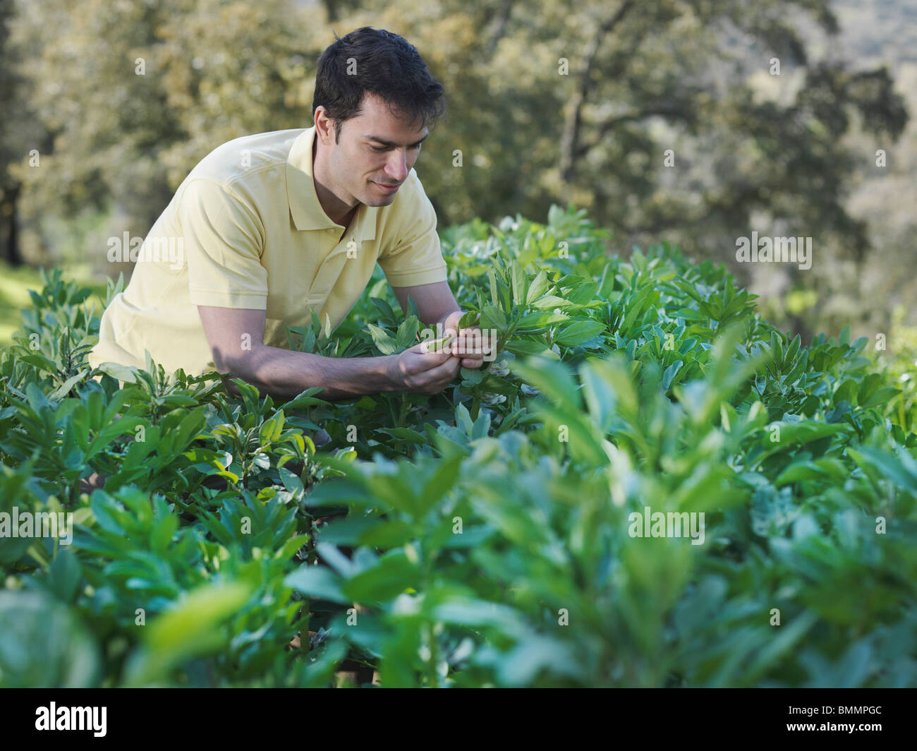 Plant inspection hi-res stock photography and images - Alamy