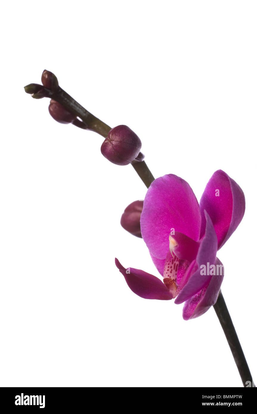 Orchids seeds hi-res stock photography and images - Alamy