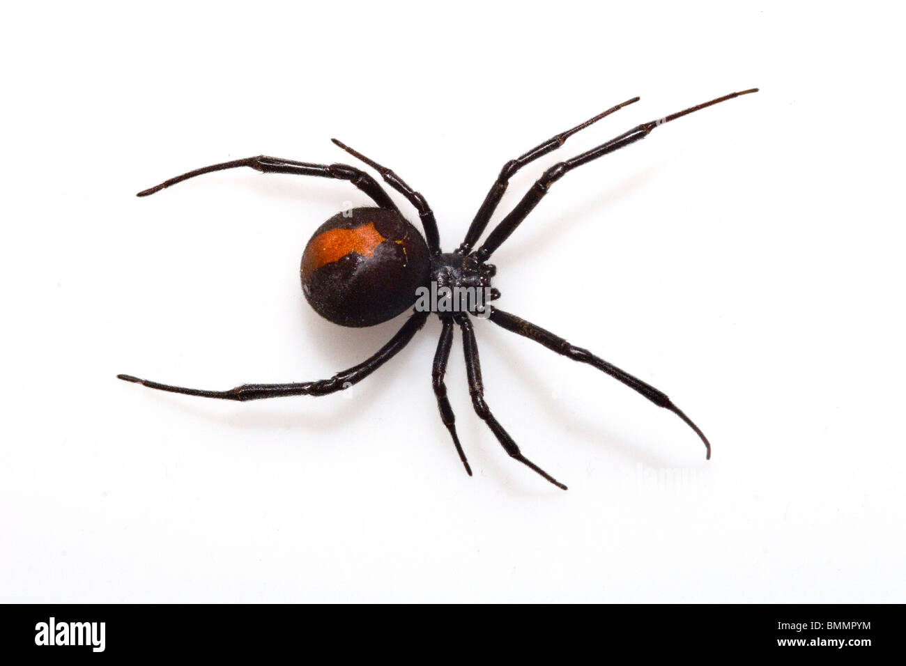 Redback spider hi-res stock photography and images - Alamy