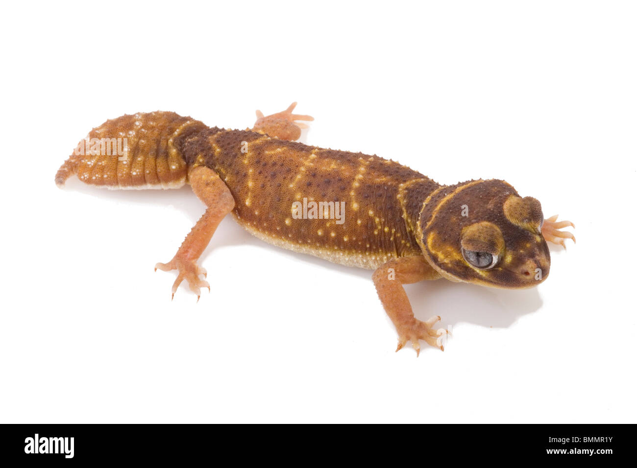 Smooth knob tailed gecko hi-res stock photography and images - Alamy