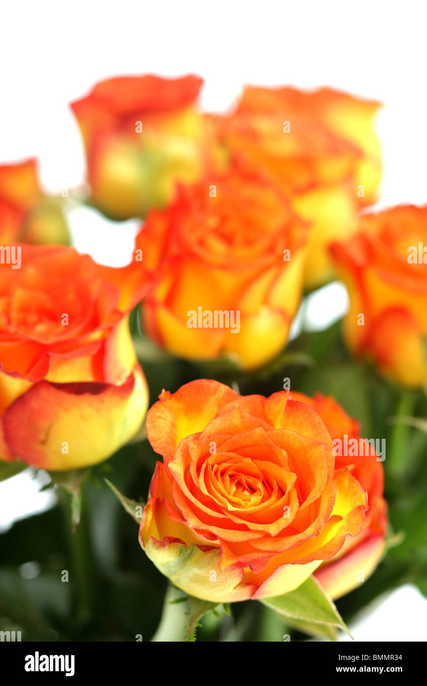 Bunch Or Bouquet Of Colourful Fresh Open Fragrant Scented Orange Roses ...