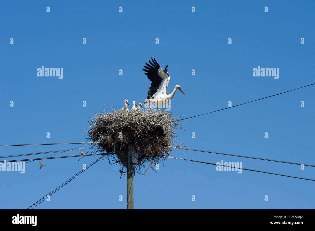 a stork's nest on a telegraph pole in Portugal near the border with the ...